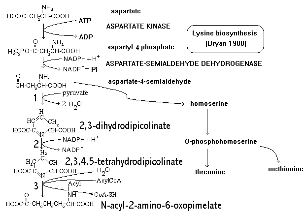 Amino Acid Metabolism