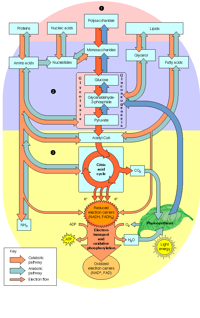 Biochemical Energy and Regulation Overview