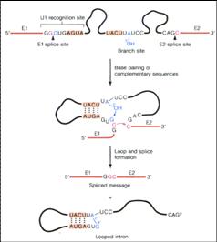 RNA Biosynthesis